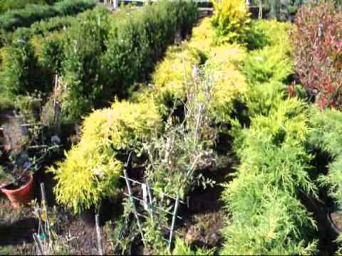 Deer Proof Plants Junipers In Pa and NJ