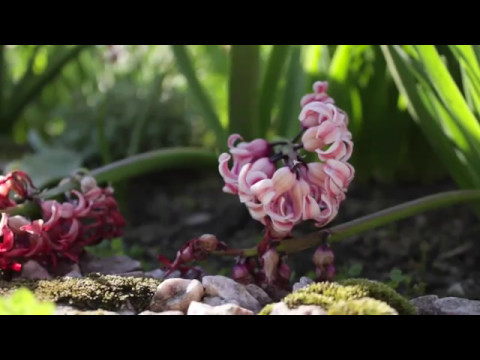 "Monotony" Art Film