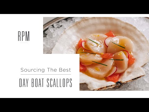 Sourcing The Best | Day Boat Scallops
