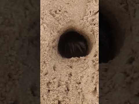 Crab 🦀 Inside The Hole #youtube #viralvideo #shortvideo #trending #crabs #beach #sea #viral #shorts