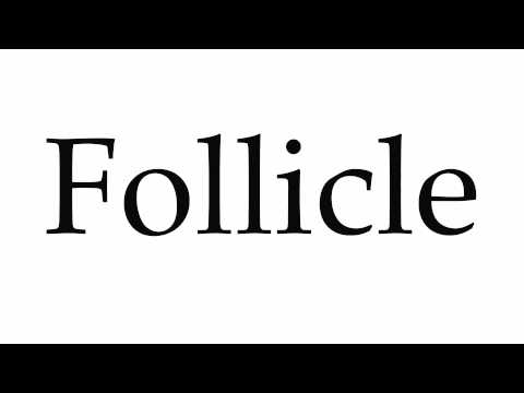 How to Pronounce Follicle