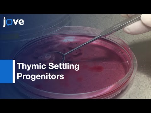 Thymic Settling Progenitors Characterization in Embryo | Protocol Preview
