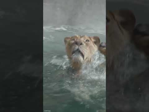 ???? Mufasa & Taka’s Big Leap! | Mufasa: The Lion King | Disney Kids