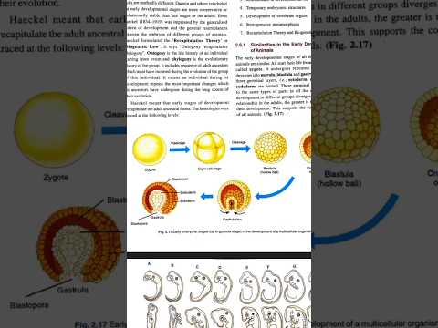 Early Embryonic stages in the development of a multicellular organisms | Evidence of evolution #msc