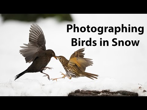 Photographing Birds in Snow – Mike Lane's Ramblings