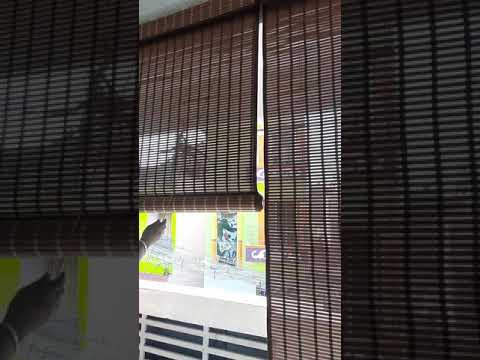 Balcony Pvc Blinds water proof material