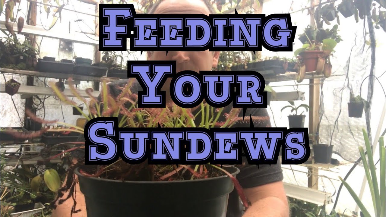 How to Feed Carnivorous Sundews like Drosera capensis