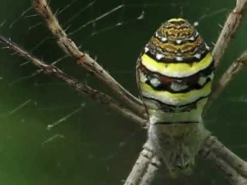 St andrew's Cross Spider