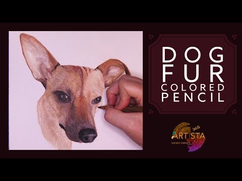 Drawing Realistic Dog Fur with Colored Pencil