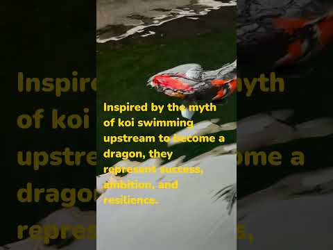 The Symbolic Meaning of Koi in Japanese and Chinese Culture