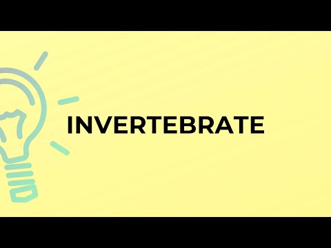 What is the meaning of the word INVERTEBRATE?