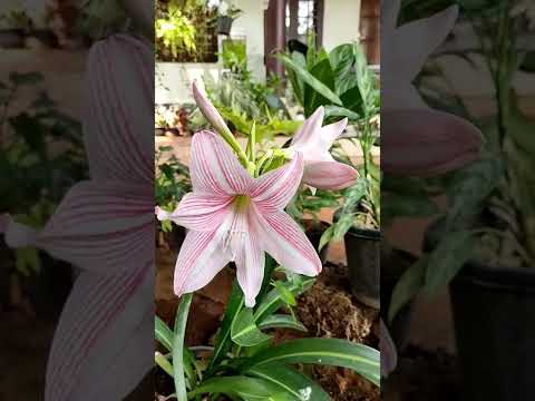 Hippeastrum reticulatum #lilyflower #pink #sijosegarden#grdentour #GardenPlant