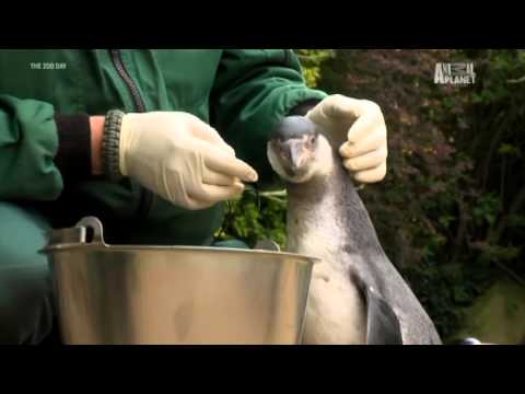 Discovery Channel The Zoo Series 4 10 of 10 PDTV