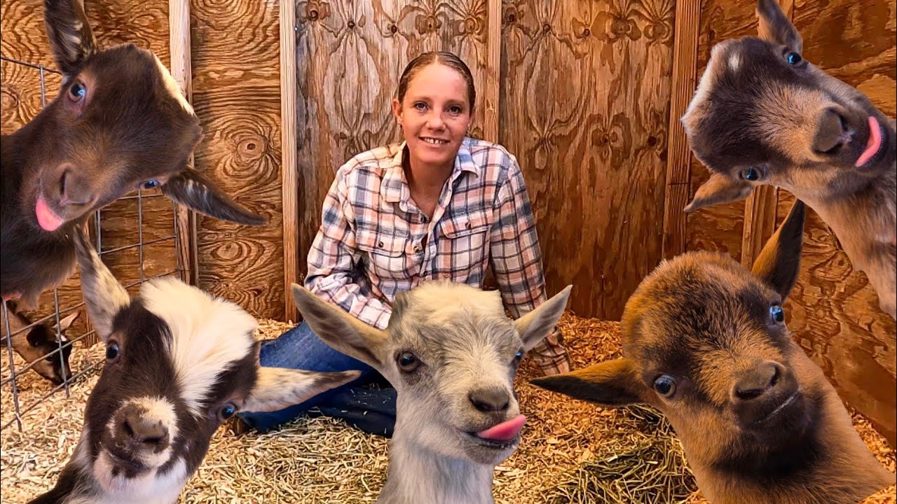 Which Baby Goats Am I Keeping?