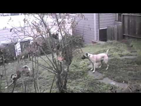 Copper's Dream Rescue - Lena