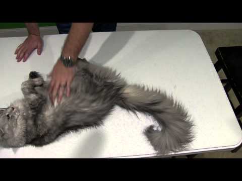 Maine Coon Cat Breed Review
