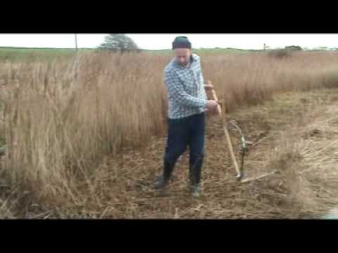 Perfecting reed-cutting techniques in Norfolk | Steve Tomlin Crafts
