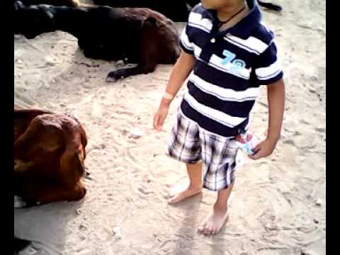 Jainam Play with Goats at TImba 1