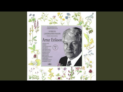 Västmanland-Mistel/Blåsippa: Gula blomma