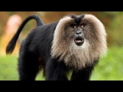 Lion Tailed Macaque !