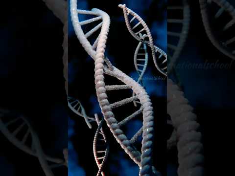 DNA 3D Animation Structure of chromosome #dna #shorts #science
