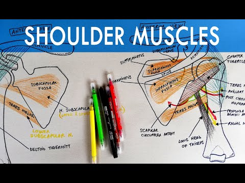 Muscles of Shoulder - Origins, Insertions, Innervations | Anatomy Tutorial