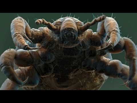 Louse