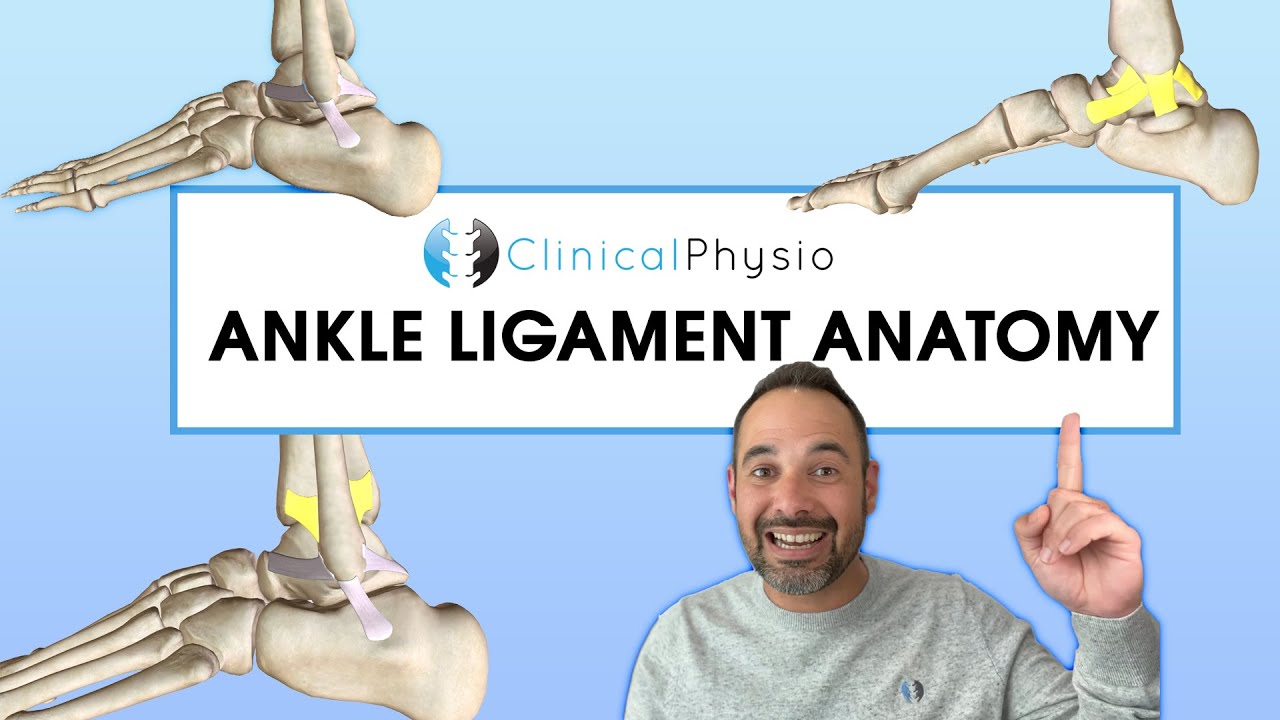 Anatomy of Ankle Ligaments | Expert Physio Review