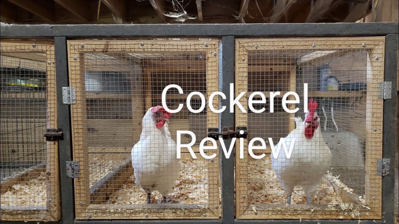 American Bresse - In Depth Cockerel Review - 16 Weeks