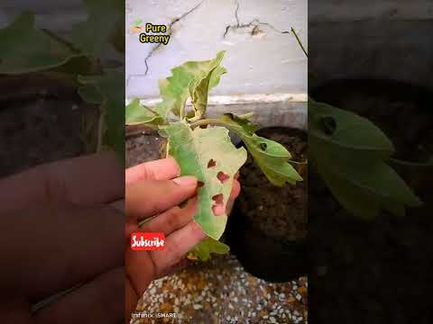 Holes in Leaves Solution?
