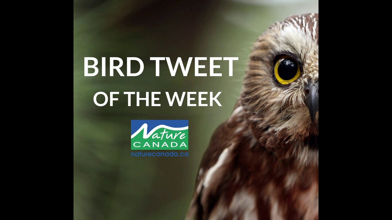 Rough Legged Hawk - Bird Tweet of the Week