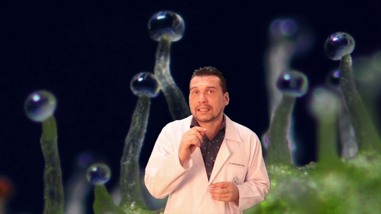 Los Terpenos en el Cannabis y sus usos medicinales / Dr Terpeno @LATITUD420 E:4