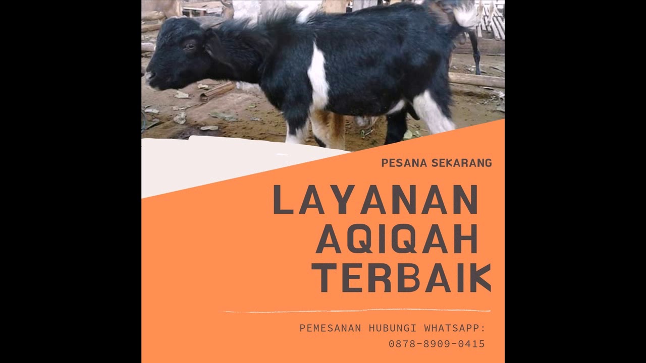 tempat aqiqah terbaik di Bekasi
