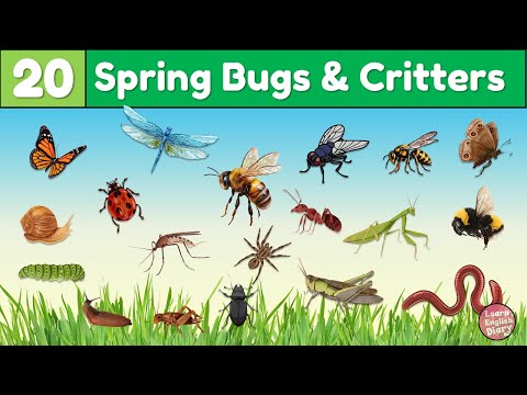 20 Spring Bugs & Critters Words for Kids 🐞 ESL Insects Vocabulary Lesson with Pictures