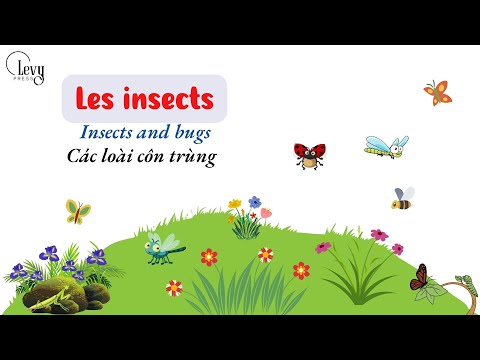 Les insectes en français - Names of insects in french - Tên các loài côn trùng trong tiếng Pháp