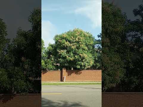 MANGO TREE FLORIDA
