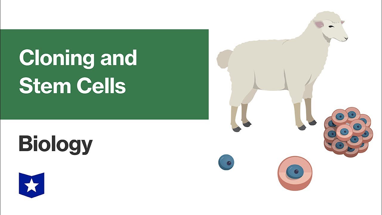 Cloning and Stem Cells | Biology