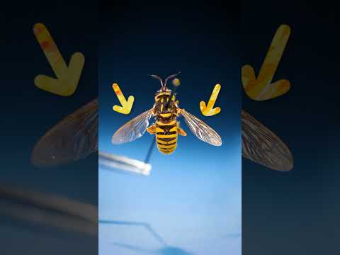This Insect Is a Wasp Imposter