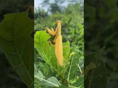 Catching yelow praying mantis #insects #venomouscreatures #explore #nature #hunting #animals