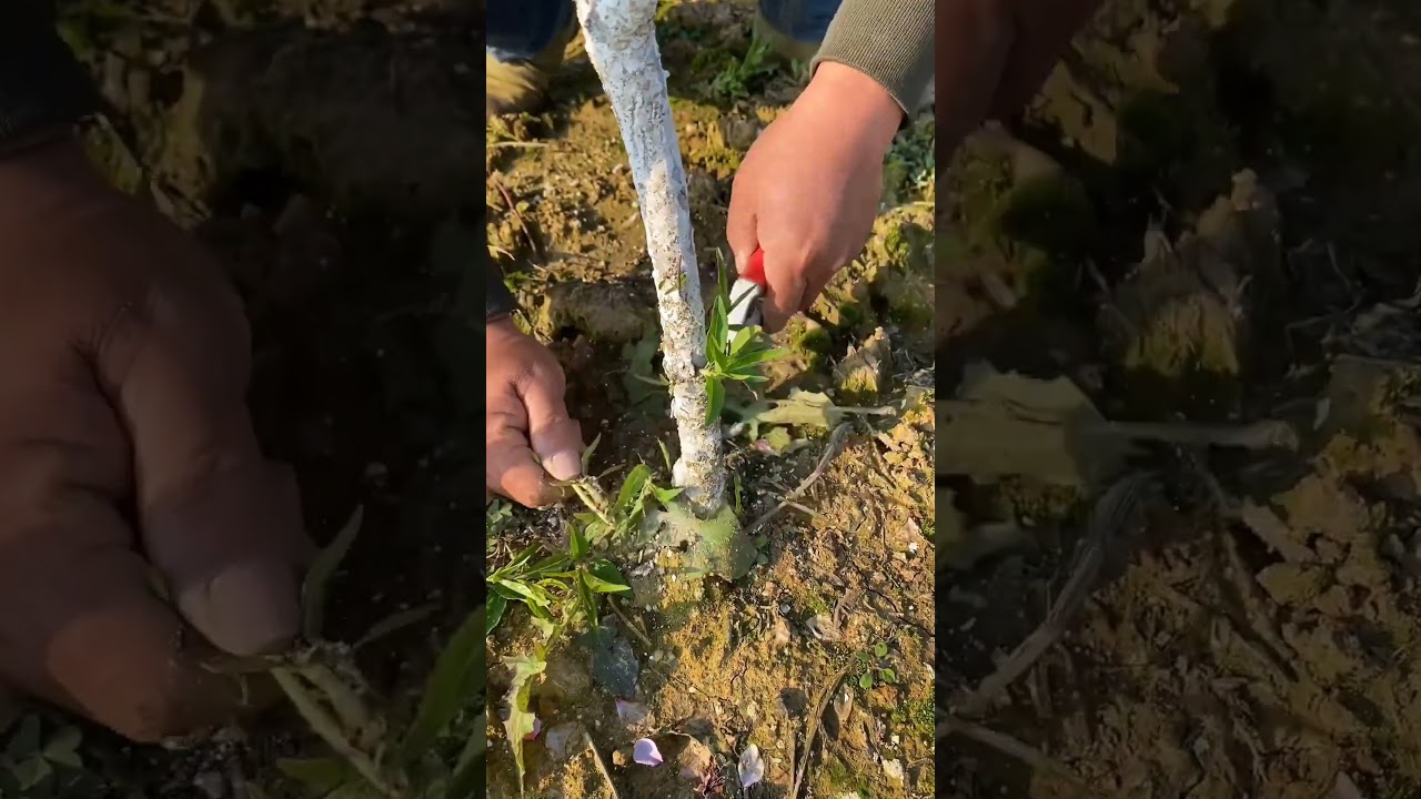 Fruit Tree Spring Pruning Techniques #satisfying #shortsvideo