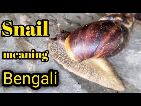 Snail meaning in bengali//snail বাংলা অর্থ কি #snail #snailmeaninginbengali#dailyuseenglishword