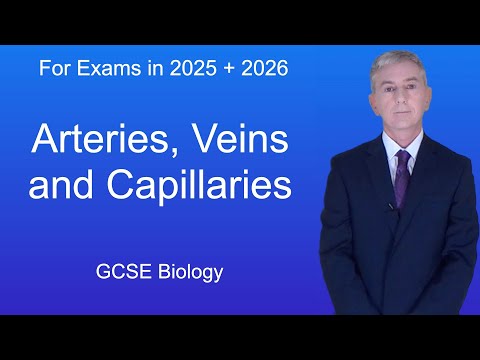 GCSE Biology Revision "Arteries, Veins and Capillaries"