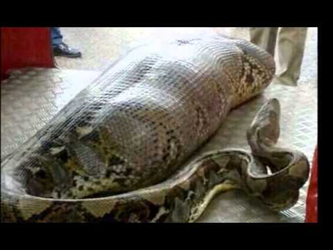 Python Eating People