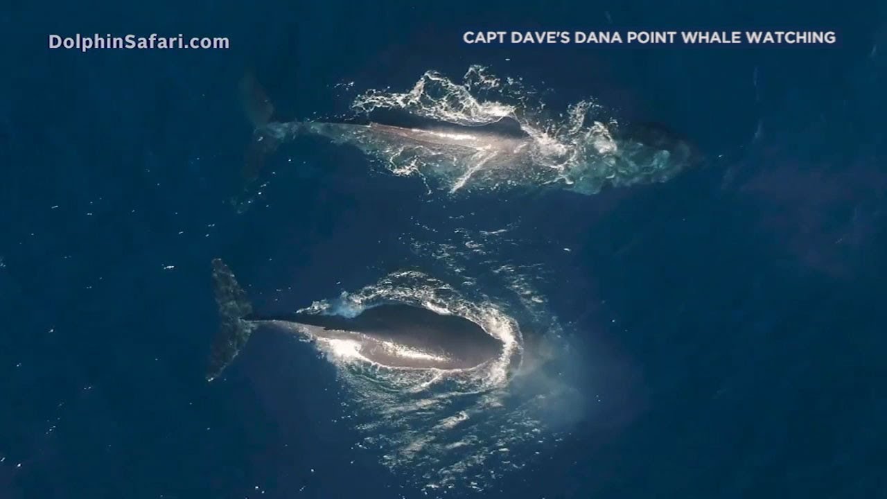 WATCH: Increased humpback whale sightings reported in Orange County | ABC7