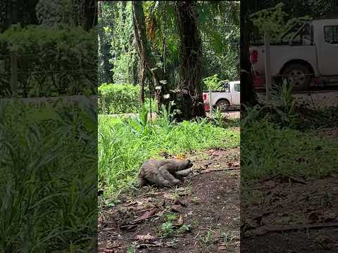 🦥The Speed of a Sloth!