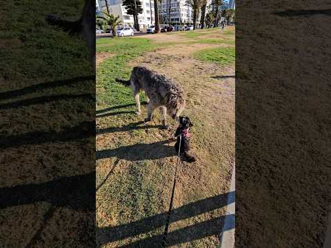 Miniature Schnauzer Kisses Irish Wolfhound