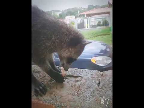 Mapache hambriento