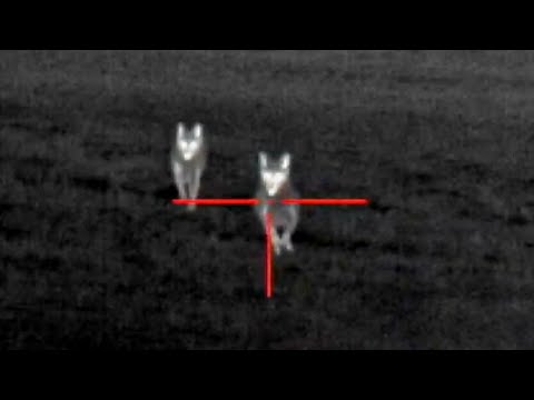 Three Charging Coyotes Rolled On The Run ( All Dropped While Running By One Man )