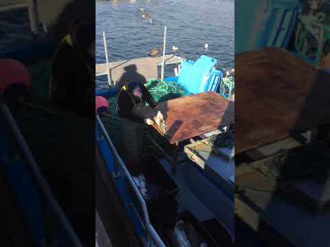 Cod Fishermen at Work — St. John’s, Newfoundland — September 18, 2021.