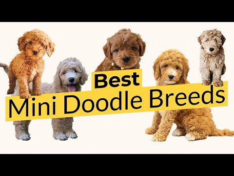 Best Mini Doodle Breeds! ππΆπ₯